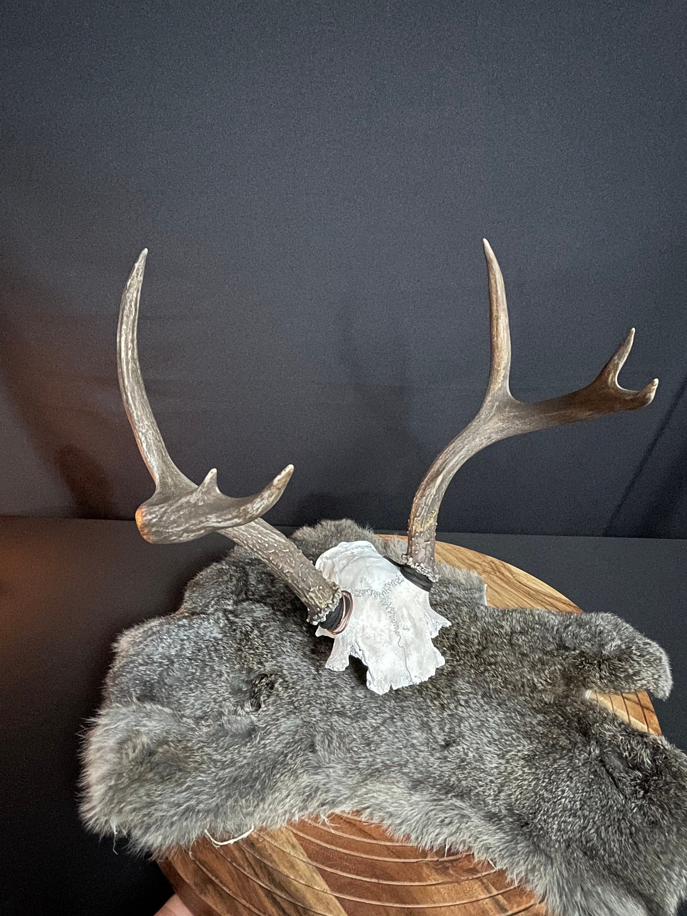 Aged Antler Deer Skull Cap - Etsy