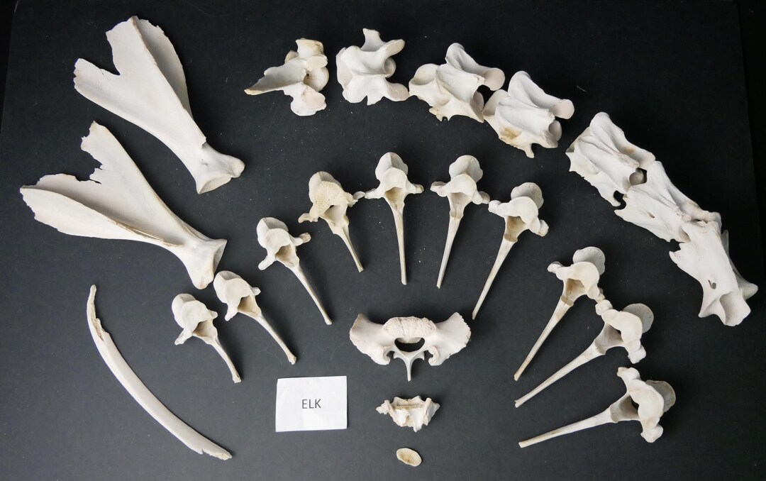 17 Elk Vertebra, Scapula's and More - Etsy