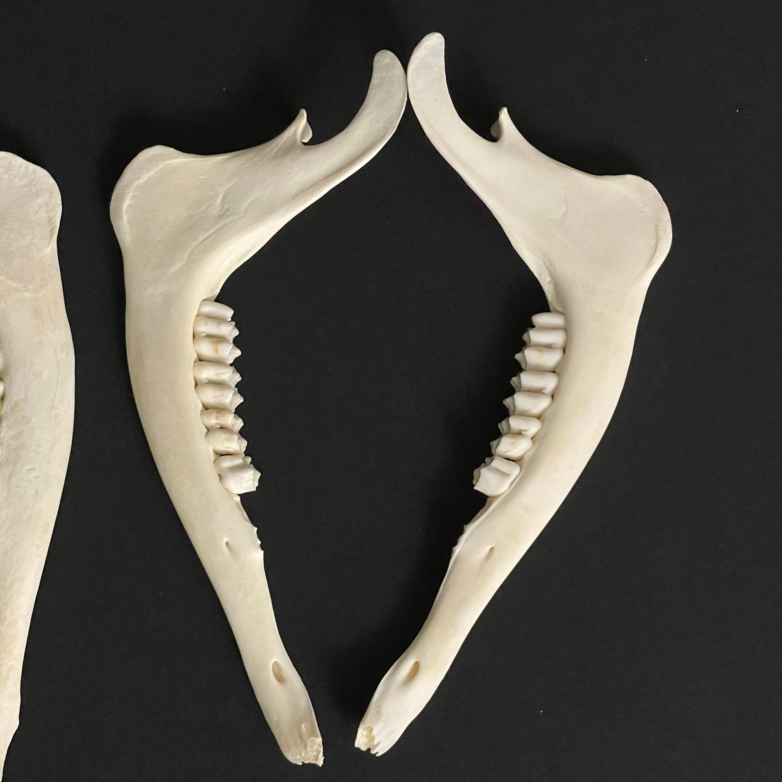 3 Pair Deer Jaw Bones Craft Grade | Etsy