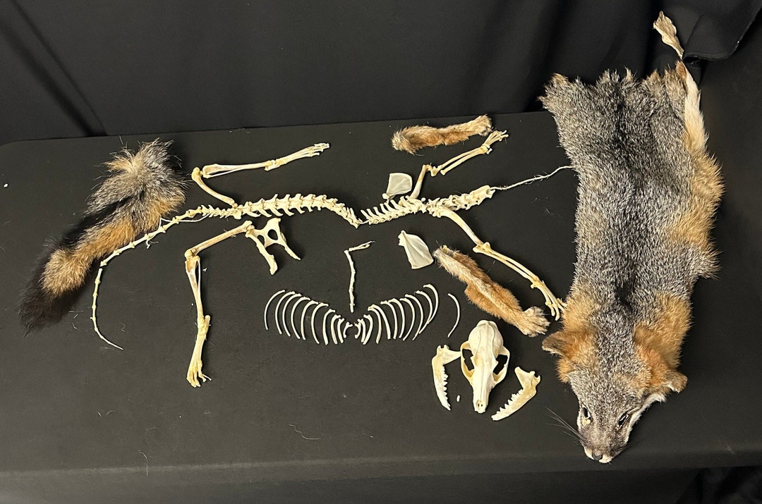 Red Fox Skeleton Bones With Pelt tube - Etsy