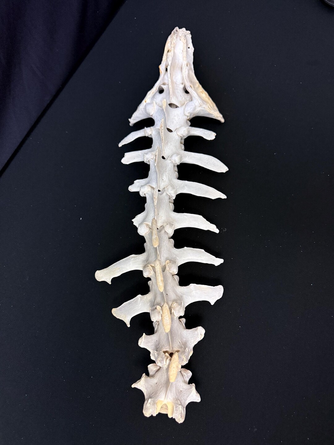 Elk Lumbar and Sacrum - Etsy