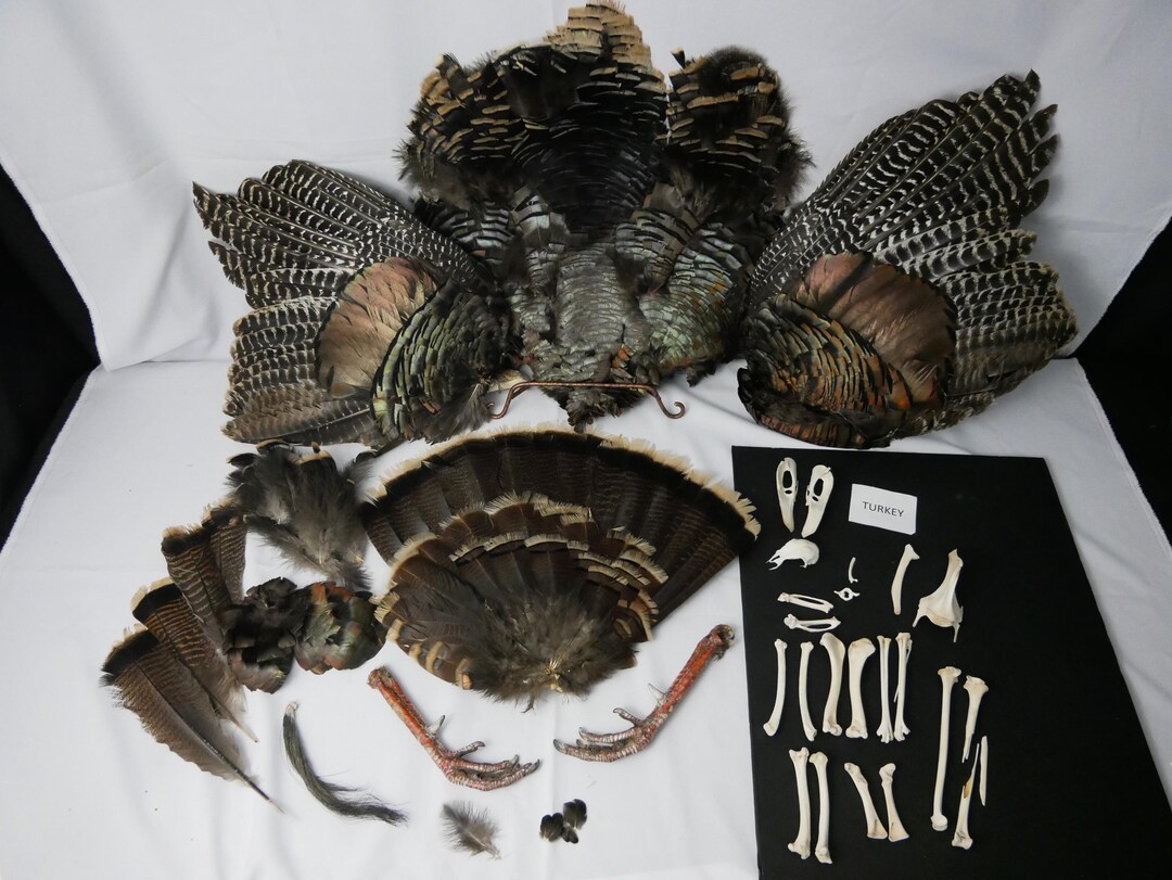TOM Turkey Wings, Tail, Pelt and Bones - Etsy