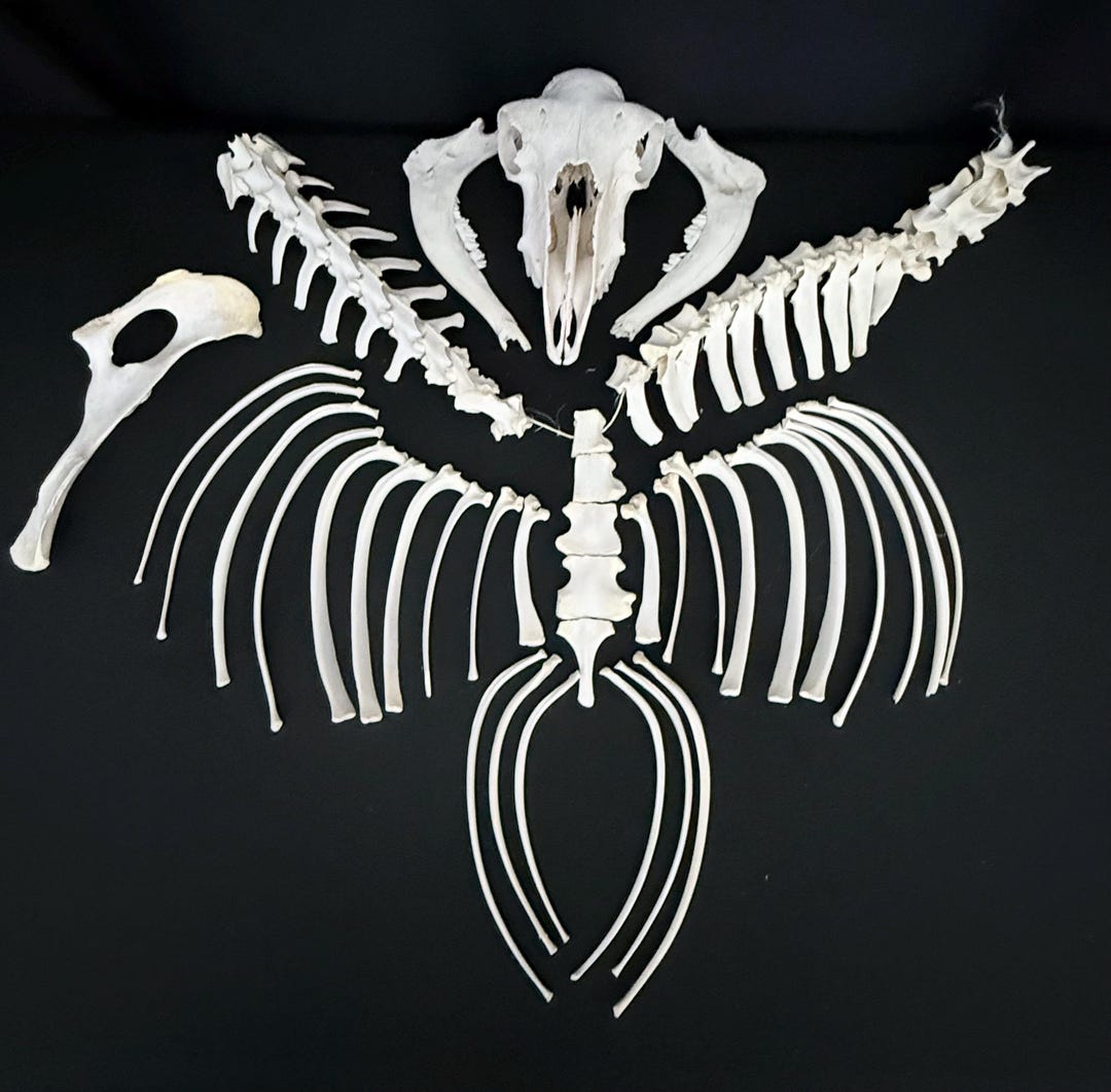 Sheep Skull, Jaw, Vertebra, Ribs, and Breast Bones and More - Etsy