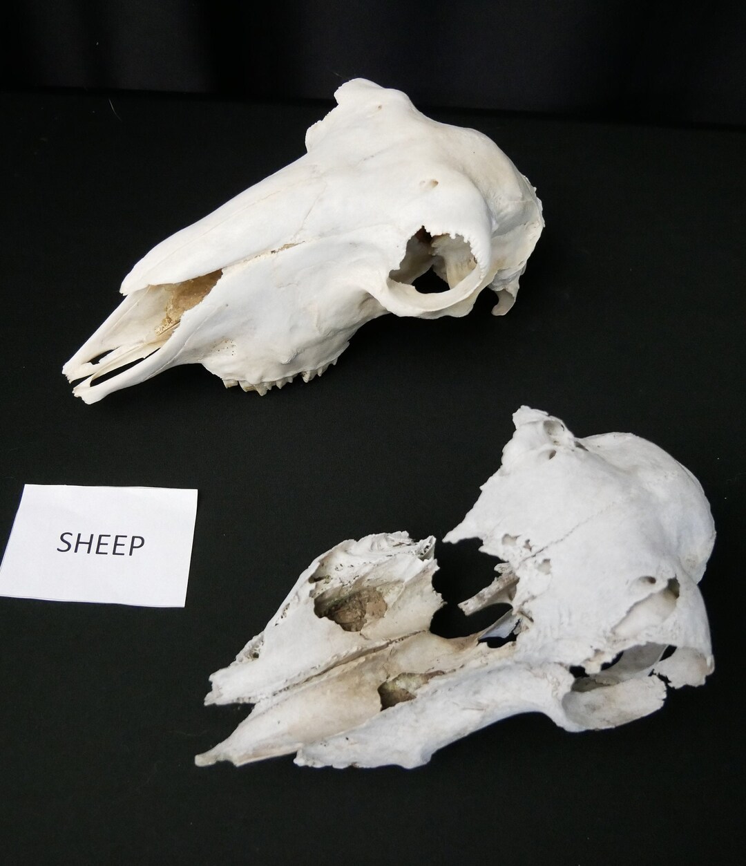 Two Sheep Skulls - Etsy