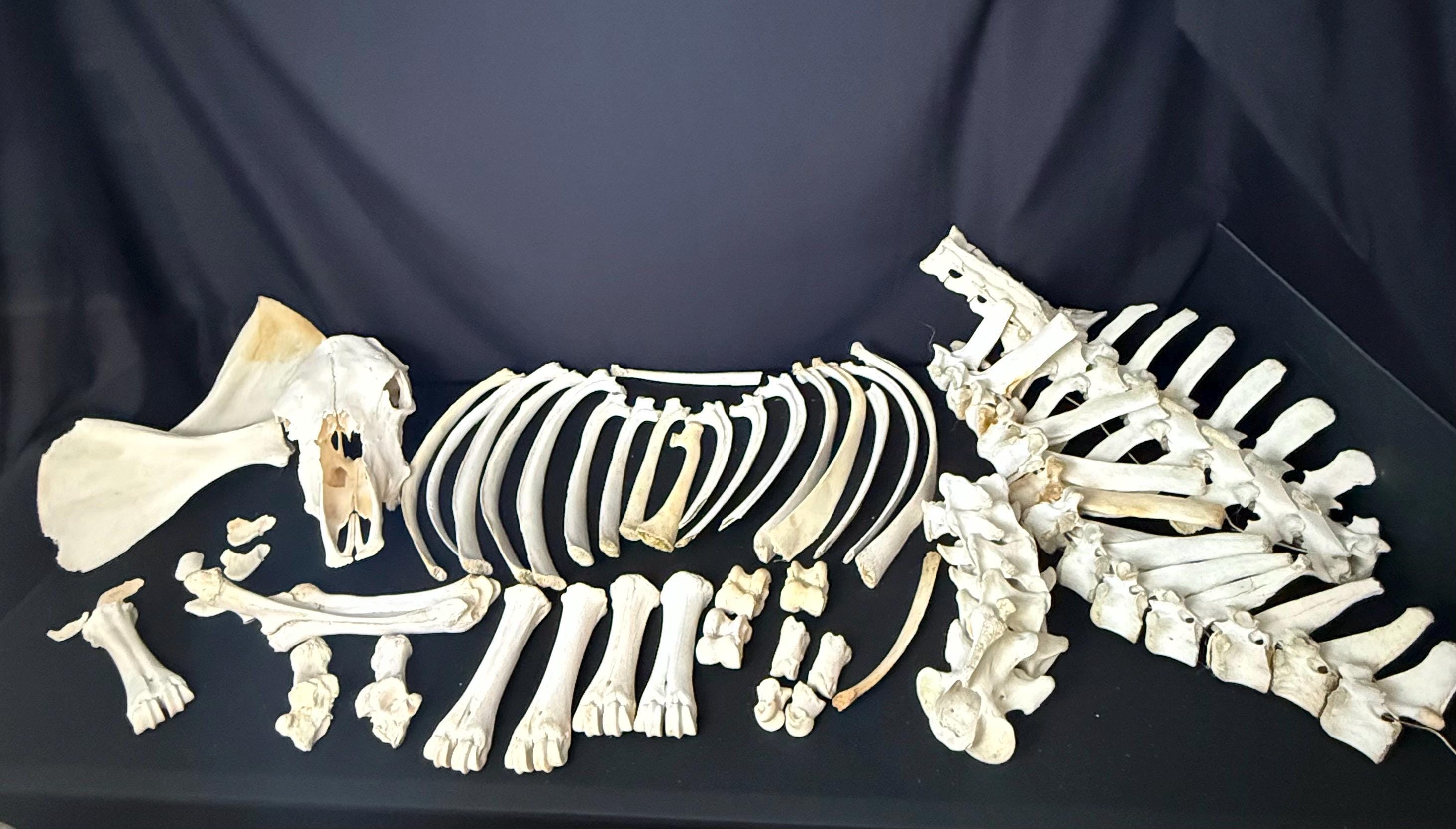Holy Cow (bovine) Skull, Vertebrae, Legs, Scapula, and Ribs - Etsy