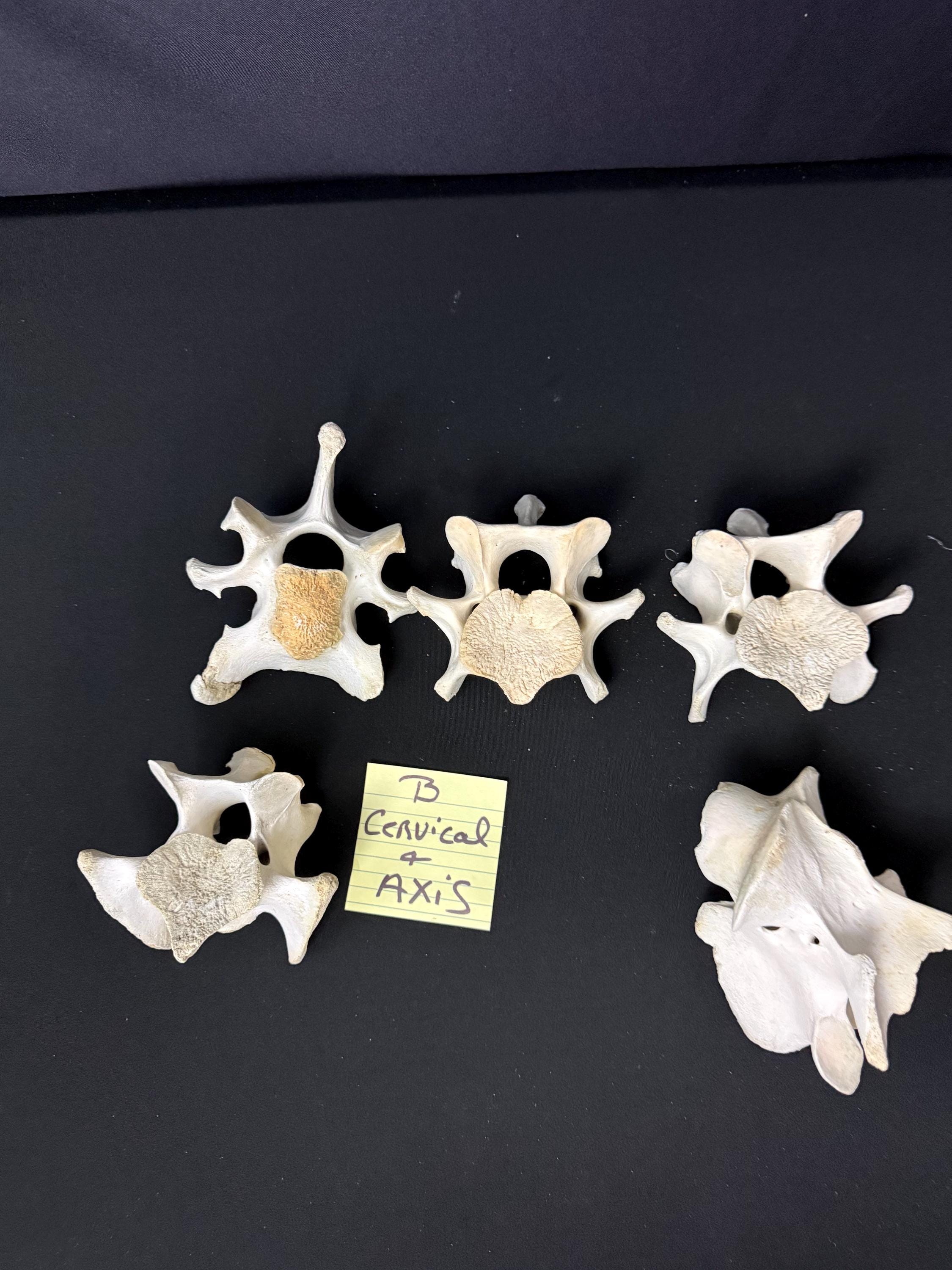 Holy Cow (bovine) Skull, Vertebrae, Legs, Scapula, and Ribs - Etsy
