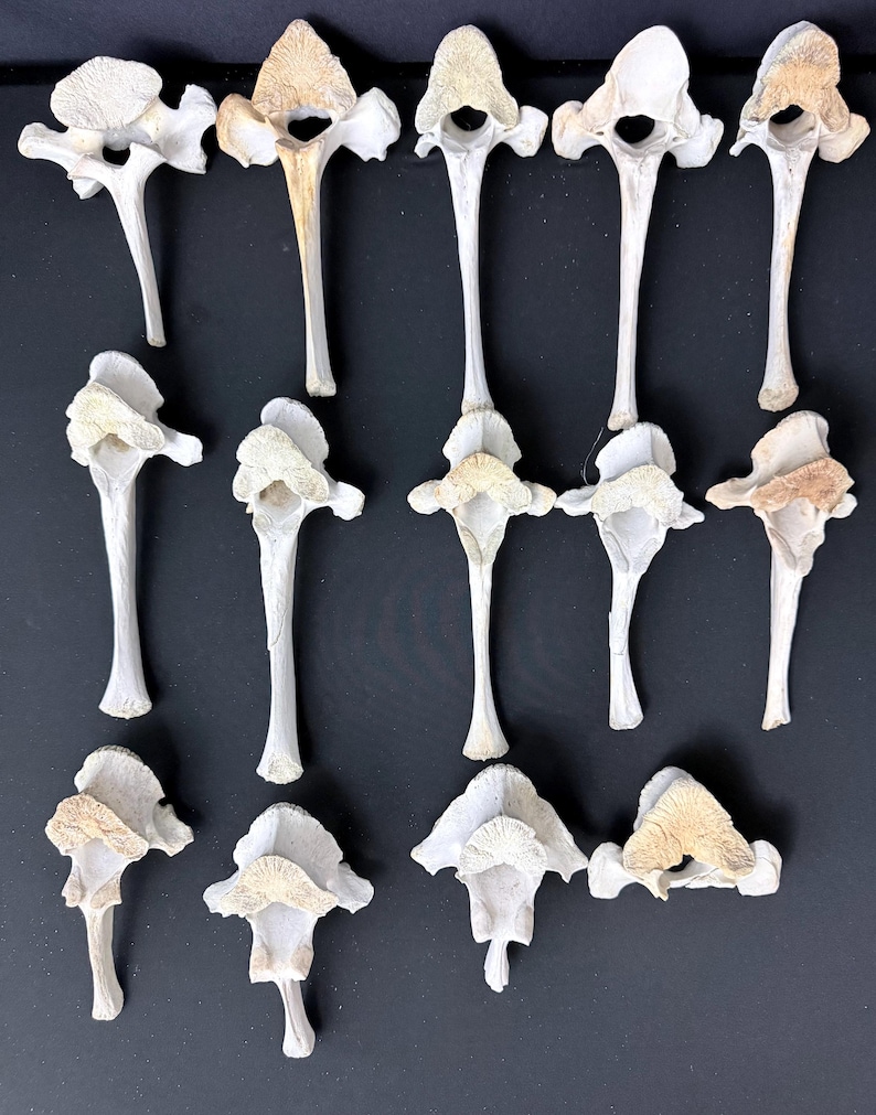 Holy Cow (bovine) Skull, Vertebrae, Legs, Scapula, and Ribs - Etsy