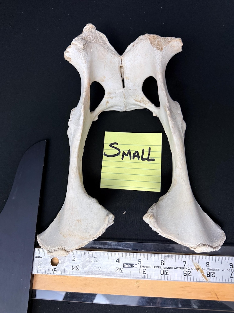 Three Elk Pelvic Bones- LG MED SM - Etsy