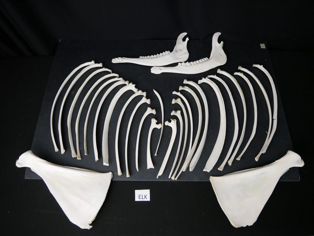 Large Elk Ribs, Jaw, and Scapula Bones - Etsy