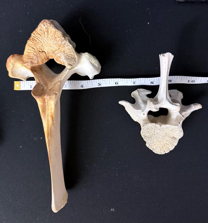 Holy Cow (bovine) Skull, Vertebrae, Legs, Scapula, and Ribs - Etsy