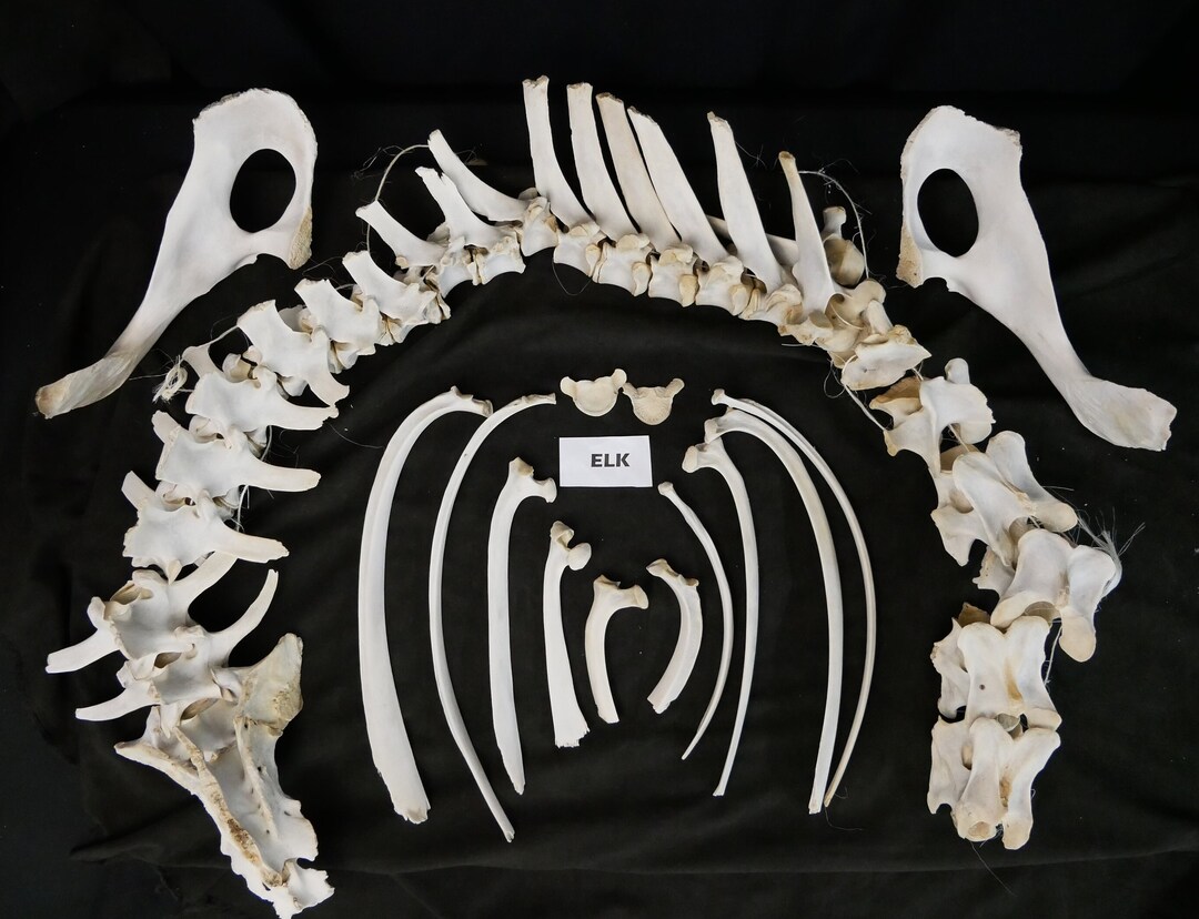 Elk Vertebra and Ribs - Etsy