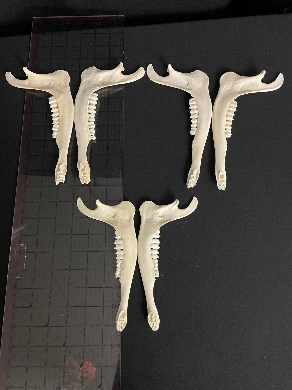 Buy 3 Pair Deer Jaw Bones Craft Grade Online in India - Etsy