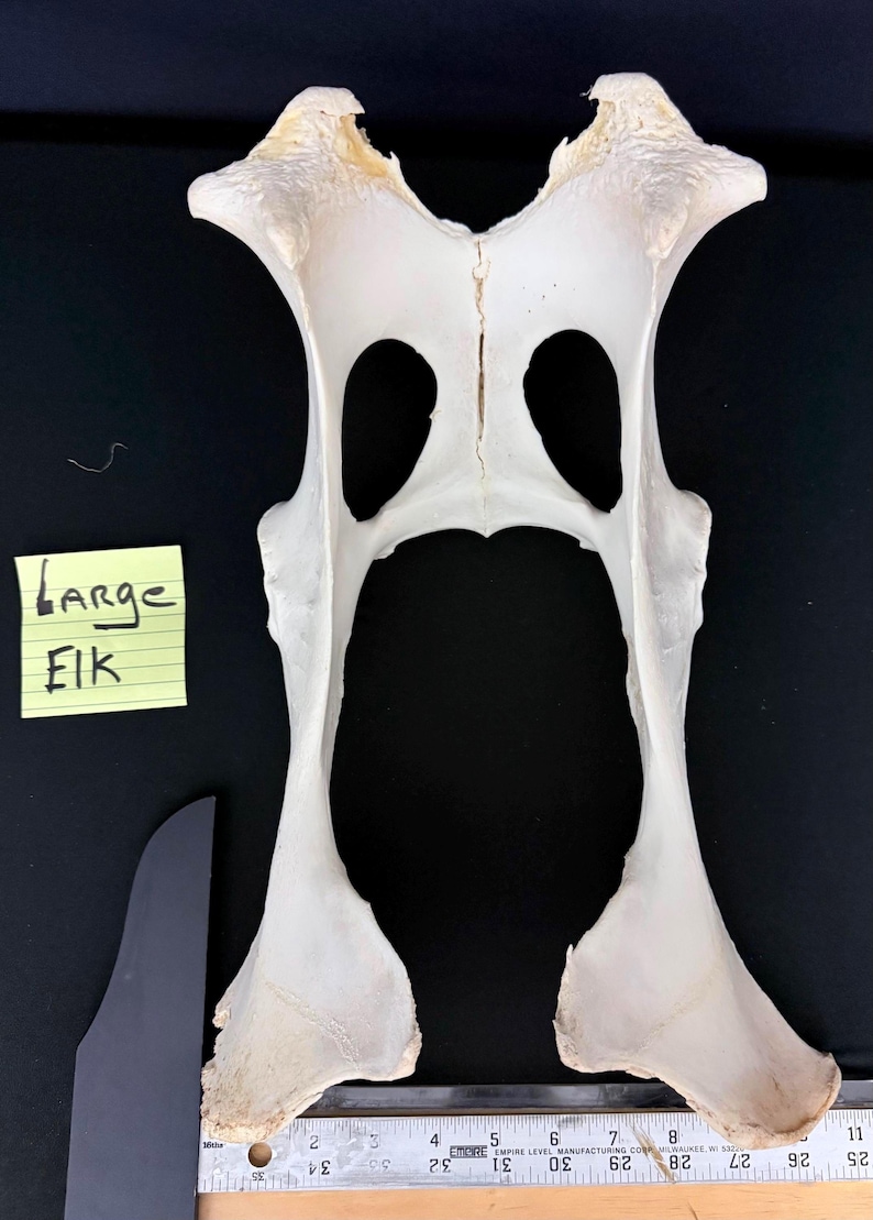 Three Elk Pelvic Bones- LG MED SM - Etsy