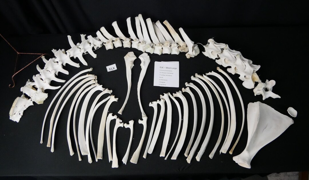 Large Elk Ribs, Jaw, and Scapula Bones - Etsy