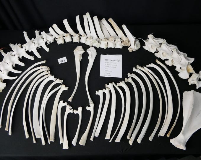 Large Elk Ribs, Jaw, and Scapula Bones - Etsy