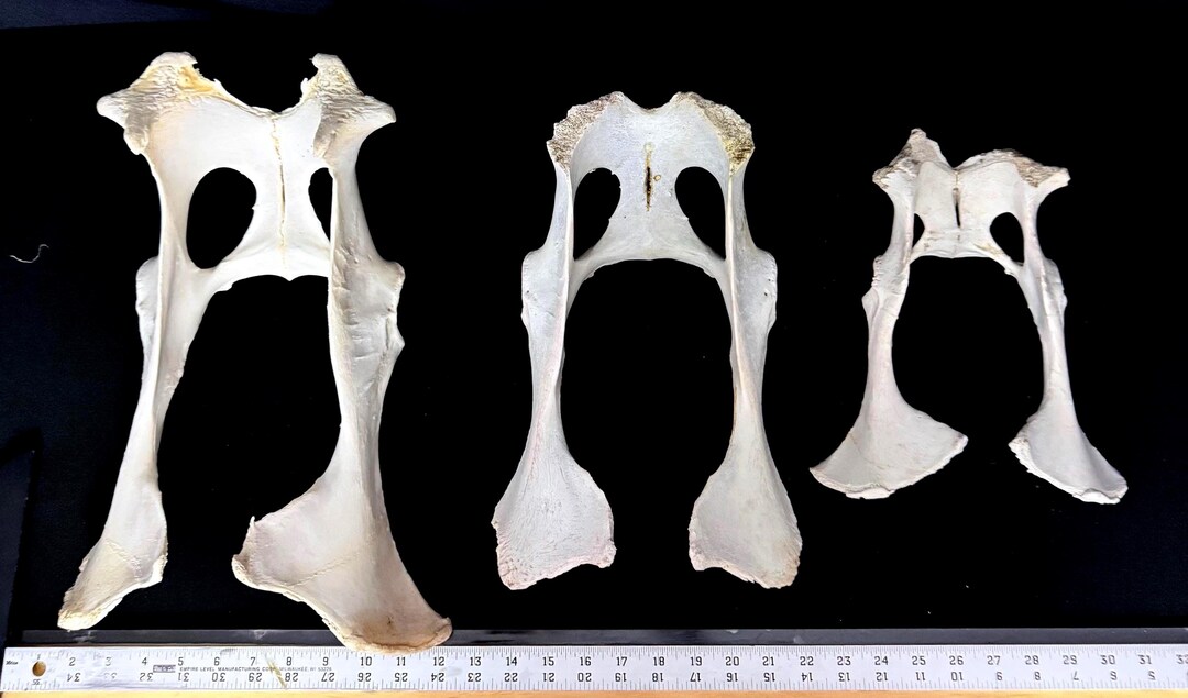 Three Elk Pelvic Bones- LG MED SM - Etsy
