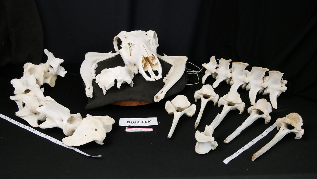 EXL Bull Elk Skull (no Antlers), Jaws, Axis, Atlas, Thoracic and Lumber ...