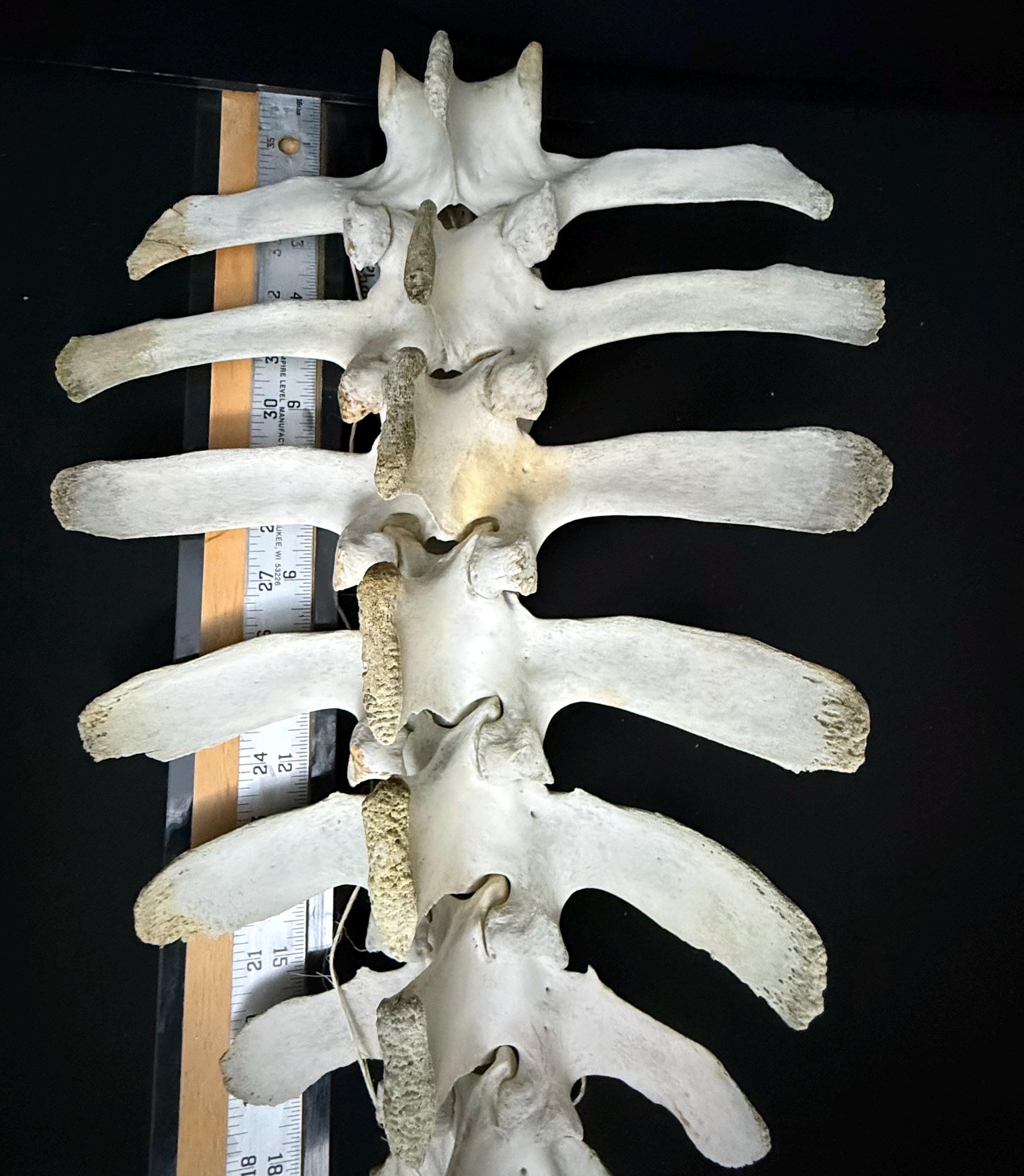 Holy Cow (bovine) Skull, Vertebrae, Legs, Scapula, and Ribs - Etsy