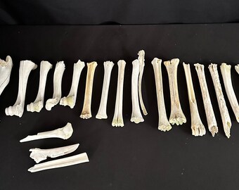 Deer Leg Bone - Etsy
