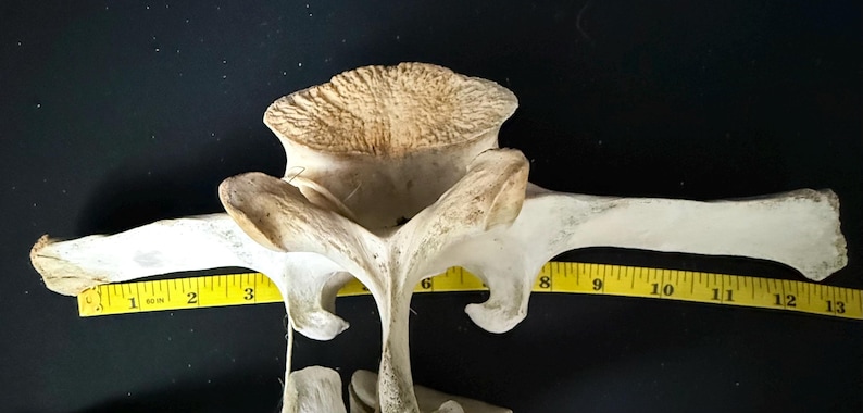 Holy Cow (bovine) Skull, Vertebrae, Legs, Scapula, and Ribs - Etsy