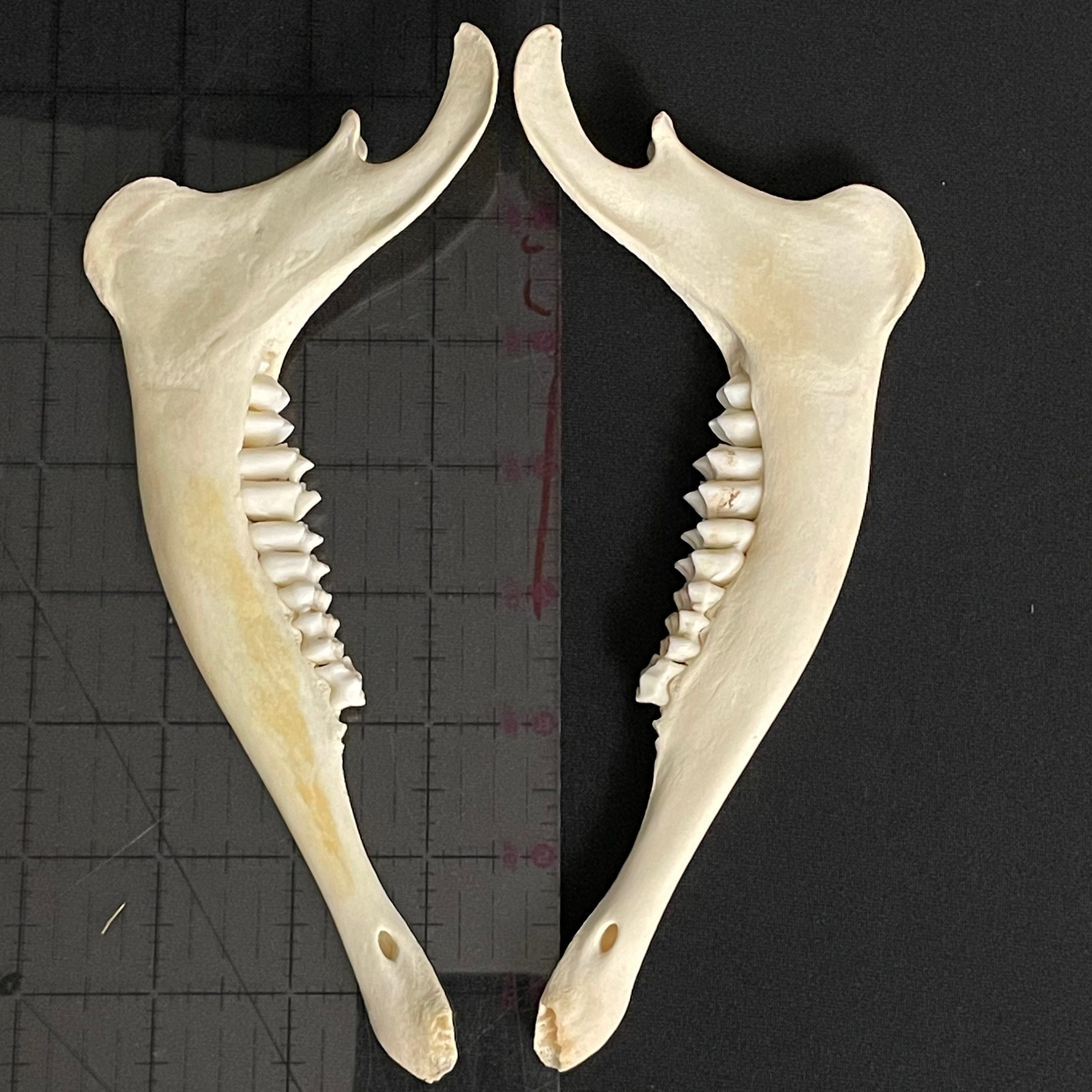 3 Pair Deer Jaw Bones Craft Grade | Etsy