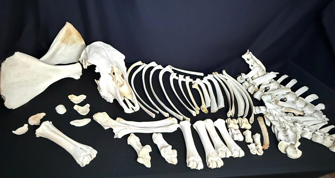 Holy Cow (bovine) Skull, Vertebrae, Legs, Scapula, and Ribs - Etsy