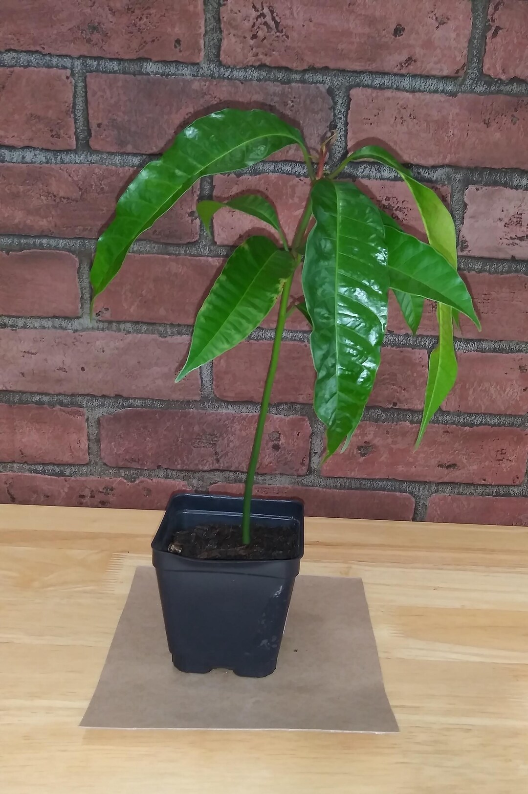 Alphonso Mango Tree Seedling Fruit Tree Starter Plant 8 - Etsy