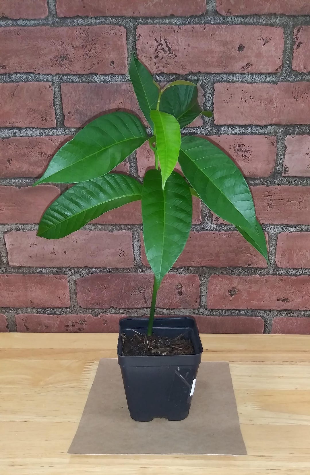 Alphonso Mango Tree Seedling Fruit Tree Starter Plant 10 - Etsy