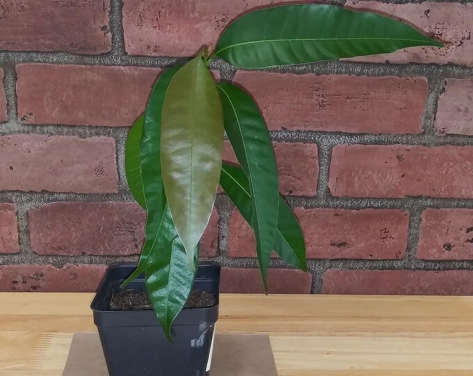 Haden Mango Tree Seedling Fruit Tree Starter Plant #3 - Etsy