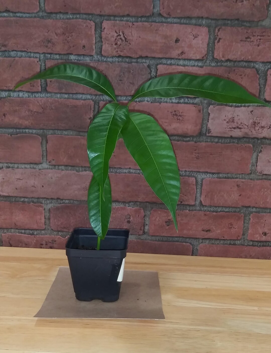 Haden Mango Tree Seedling Fruit Tree Starter Plant 5 - Etsy