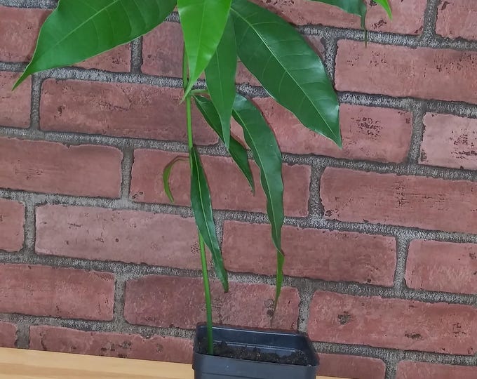Alphonso Mango Tree Seedling Fruit Tree Starter Plant #5 - Etsy