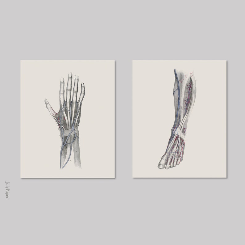 Vintage Anatomy Print Set: Human Hand & Foot Illustrations - Etsy