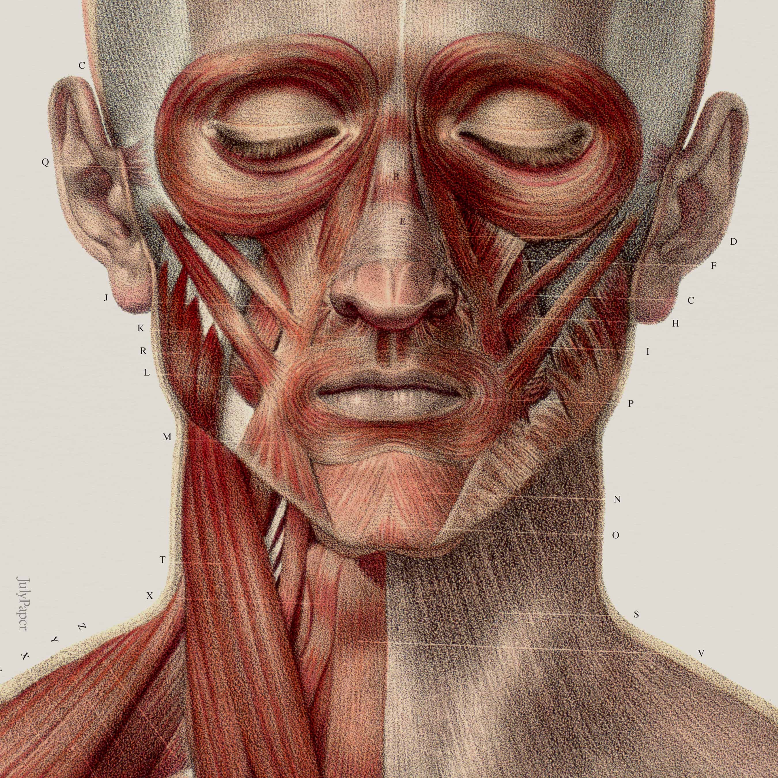 Facial Muscles Anatomy Print Vintage Facial Muscles Anatomy - Etsy