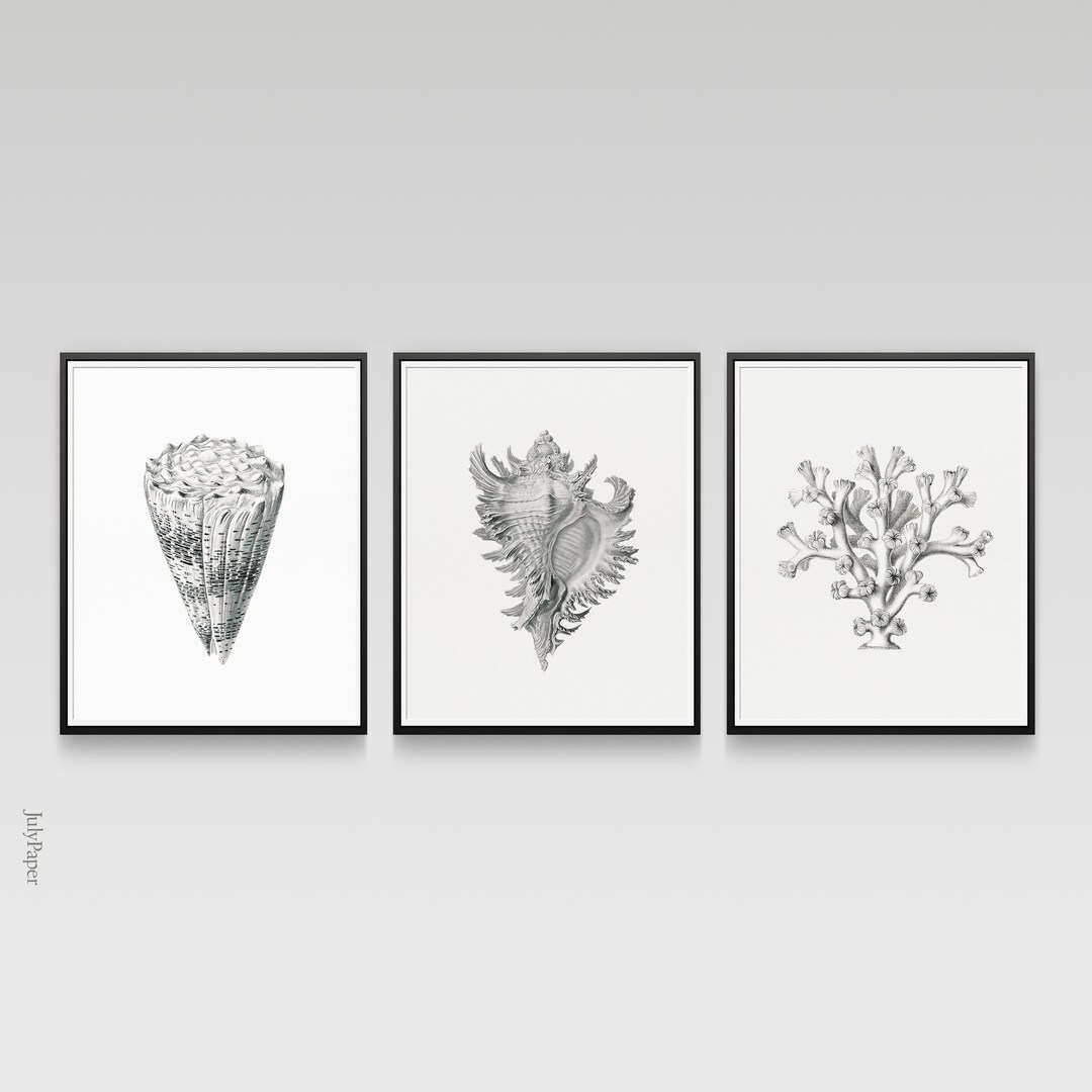 Ernst Haeckel Vintage Seashells Print Set, Set of 3 Art Prints ...