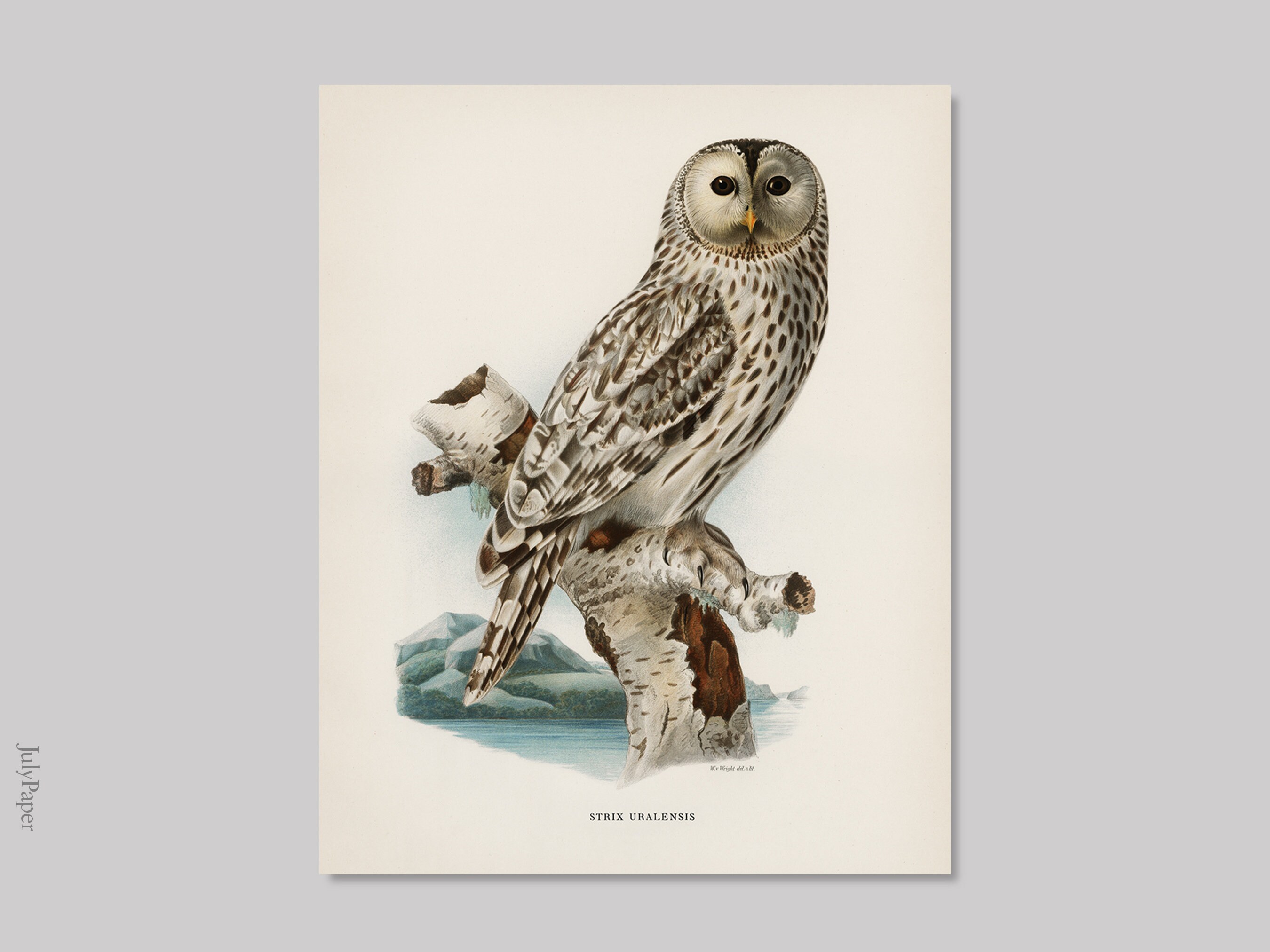 White Owl Print, Vintage Owl Wall Art, Owl Illustration, Wild Life ...