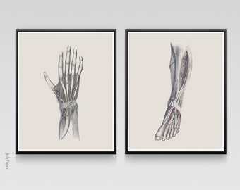 Anatomy Print Set, Human Anatomy Posters, Anatomy Home Decor, Anatomy ...
