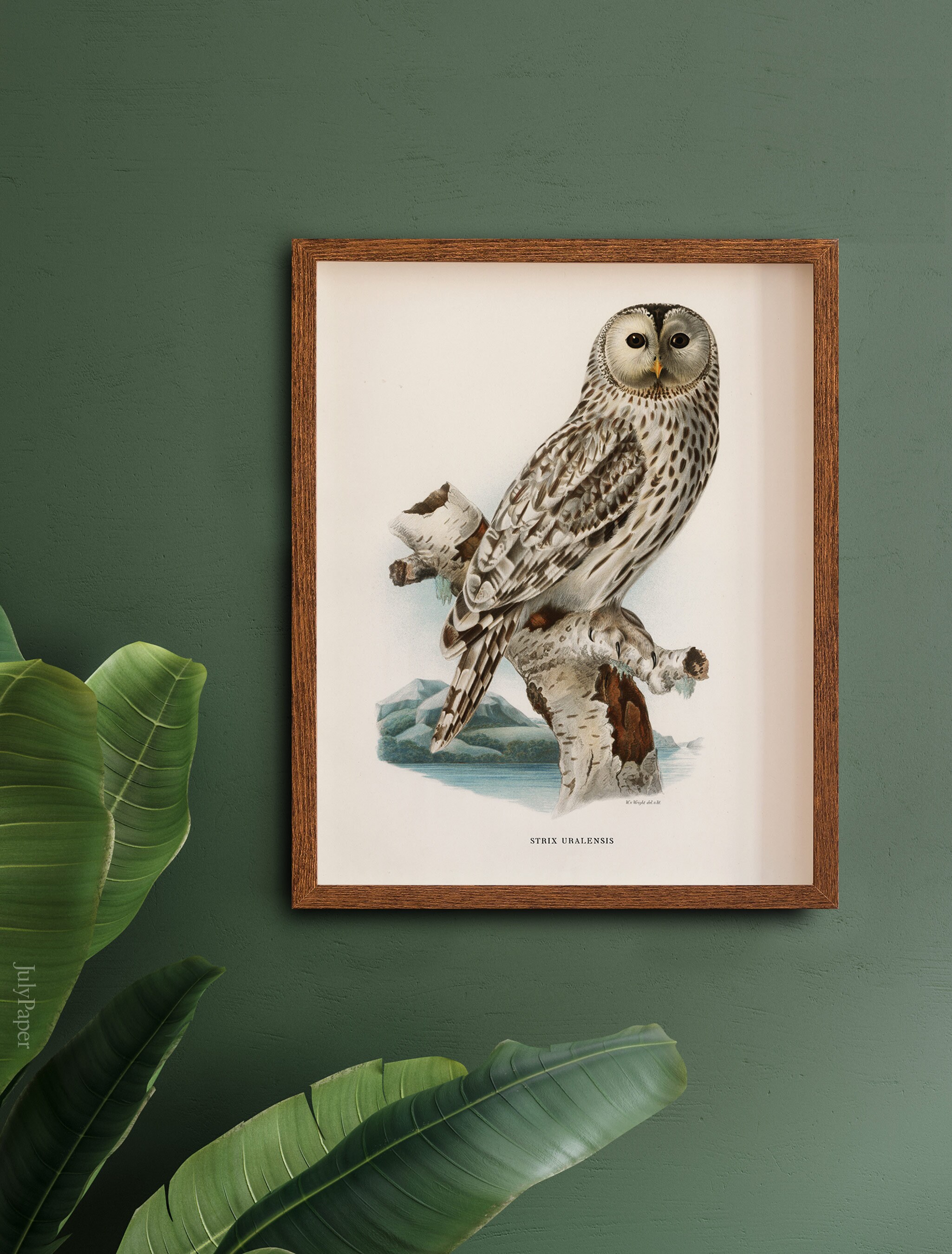 White Owl Print, Vintage Owl Wall Art, Owl Illustration, Wild Life ...