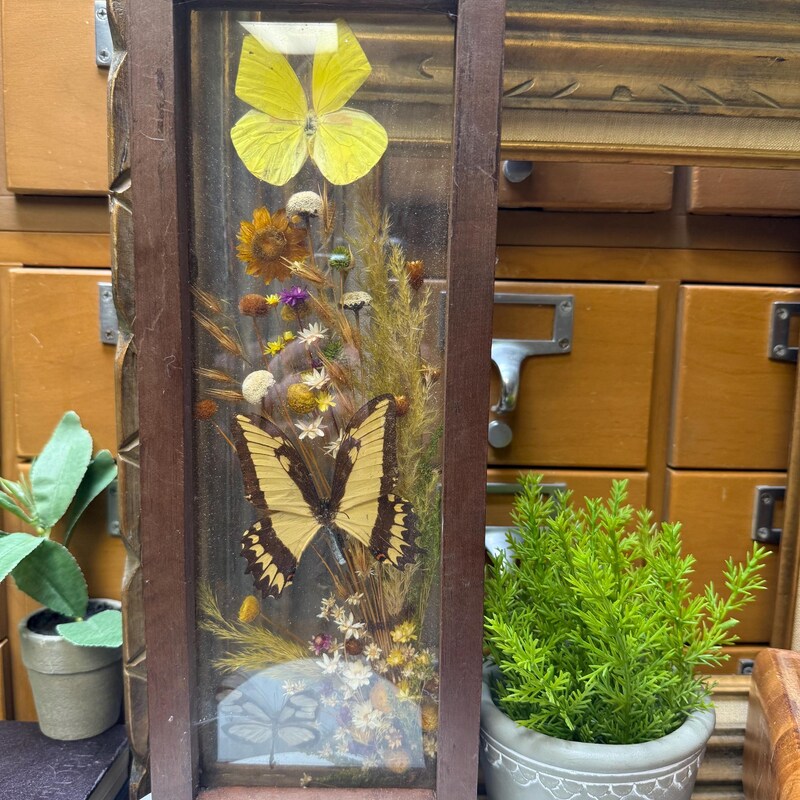 Dried Butterflies - Etsy