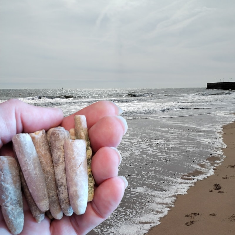 Rare Beach Fossils - Etsy UK