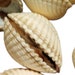 20 Common Cockle Shell Pairs, Craft Supply, Home Decor, Shell Art ...