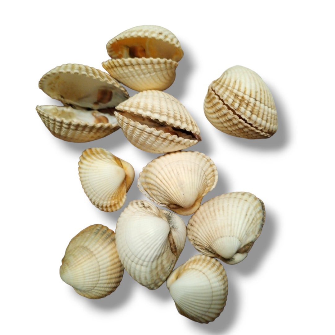 20 Common Cockle Shell Pairs, Craft Supply, Home Decor, Shell Art ...