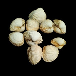 20 Common Cockle Shell Pairs, Craft Supply, Home Decor, Shell Art ...