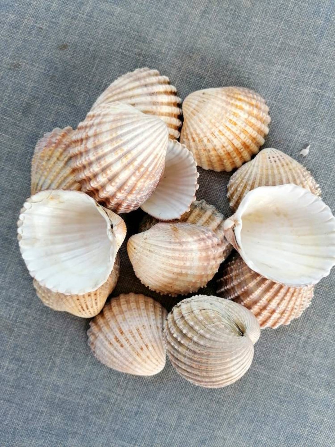 Craft Suppy, 30 Queen Cockle Shells, Sea Shells, Craft Supply, Home ...
