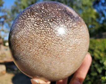 Rare Dinosaur Bone - Etsy