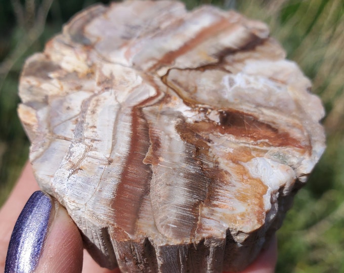 Petrified Wood Slab Slice Display Décor Coaster | 160 Grams - Etsy