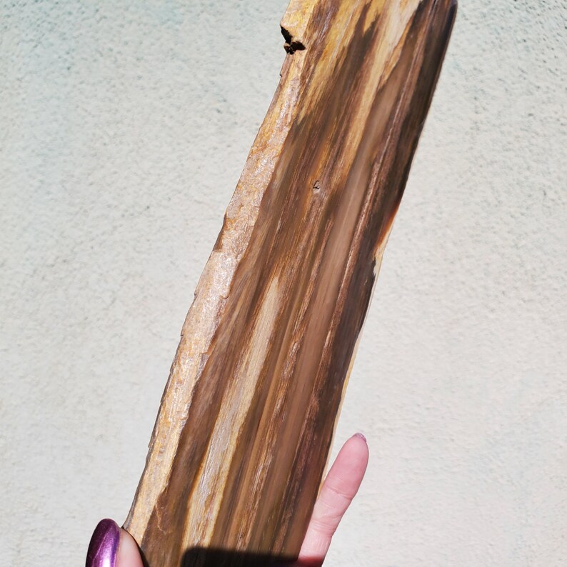Petrified Wood Slab Plank Beige Crystal Slice Display | 546 Grams - Etsy