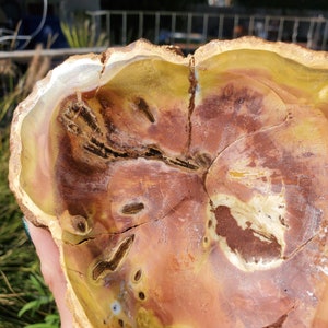 Petrified Wood Bowl Pink Peach Rustic Decor Trinket Dish 1050 Grams ...