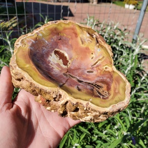 Petrified Wood Bowl Pink Peach Rustic Decor Trinket Dish 1050 Grams ...