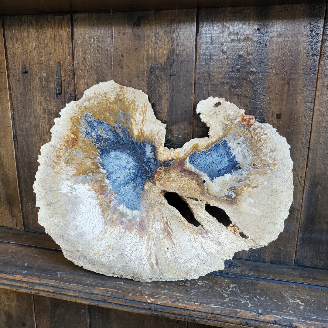 Chalcedony Petrified Palm Root Agate Slice Polished Slab Indonesian A ...