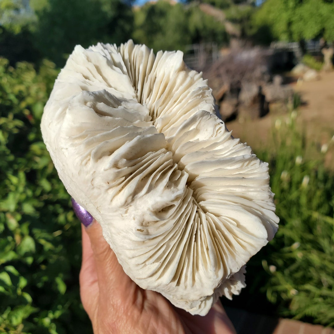 Angel Wing Coral Fossil White Flower A Grade Specimen 514 Grams 1lbs ...